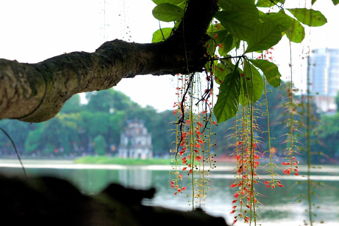 NHỮNG LOẠI CÂY CẢNH DỄ TRỒNG MANG LẠI TÀI LỘC CHO GIA CHỦ